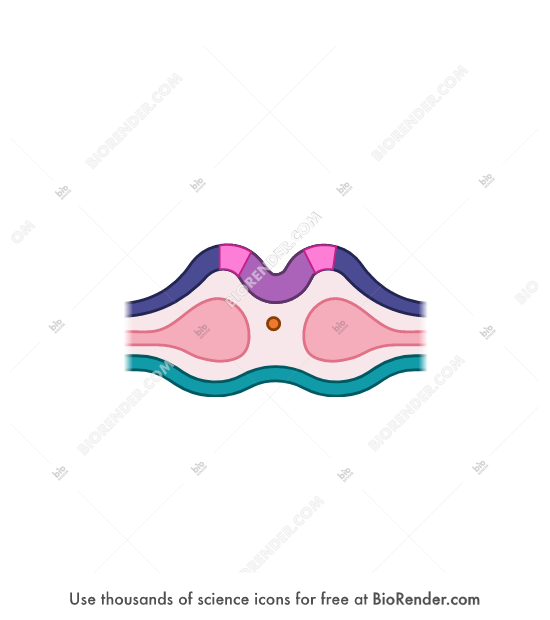 Free Neural tube development (stage 2) Icons, Symbols & Images | BioRender