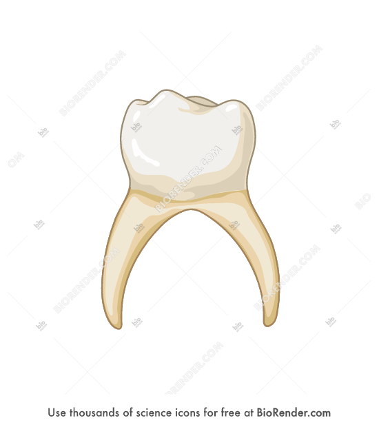 Free Molar tooth (primary) Icons, Symbols & Images | BioRender