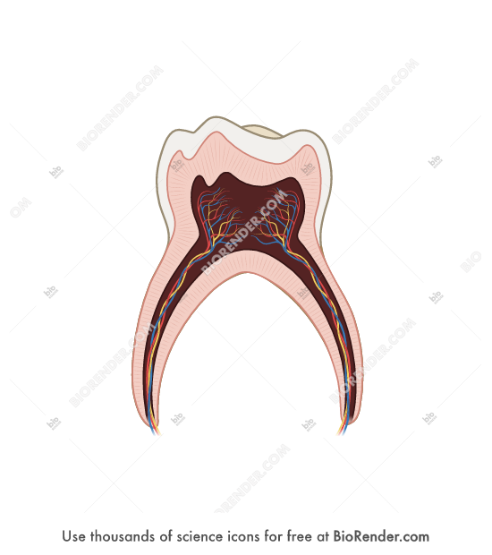 Free Molar tooth (primary, cross-section) Icons, Symbols & Images ...