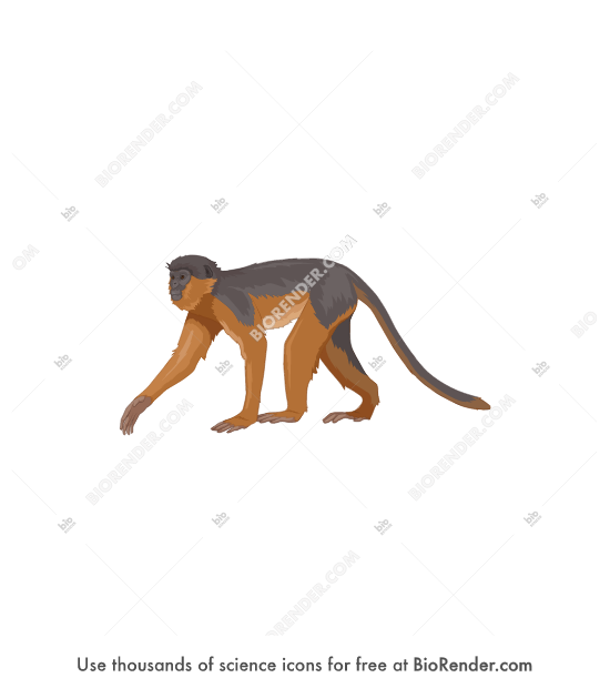 Free Western red colobus (piliocolobus badius) Icons, Symbols & Images ...