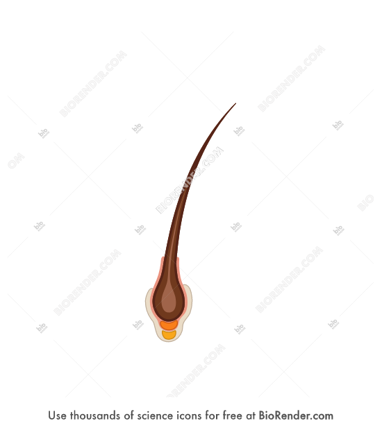 Free Hair (telogen stage, simplified) Icons, Symbols & Images | BioRender