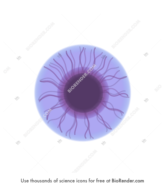 Free Lewy body Icons, Symbols & Images | BioRender