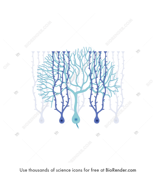 Free Bergmann glia (with purkinje cell) Icons, Symbols & Images | BioRender