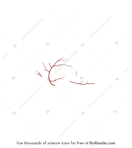 Free Mouse brain (lateral arteries) Icons, Symbols & Images | BioRender
