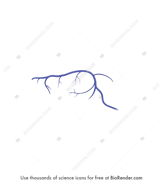 Free Mouse brain (lateral veins) Icons, Symbols & Images | BioRender