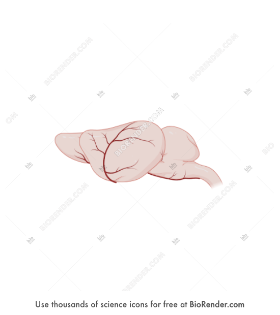 Free Mouse brain (lateral, with arteries) Icons, Symbols & Images ...
