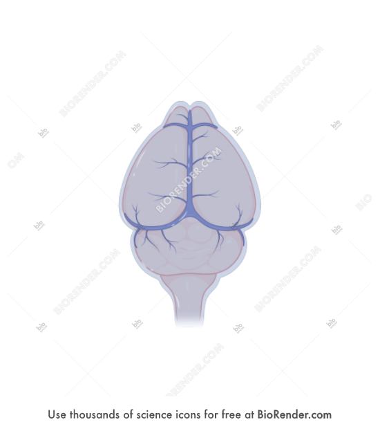 Free Mouse brain (dorsal, with veins, dura) Icons, Symbols & Images ...