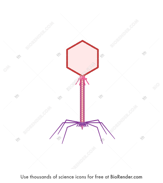 Free Bacteriophage Icons, Symbols & Images | BioRender