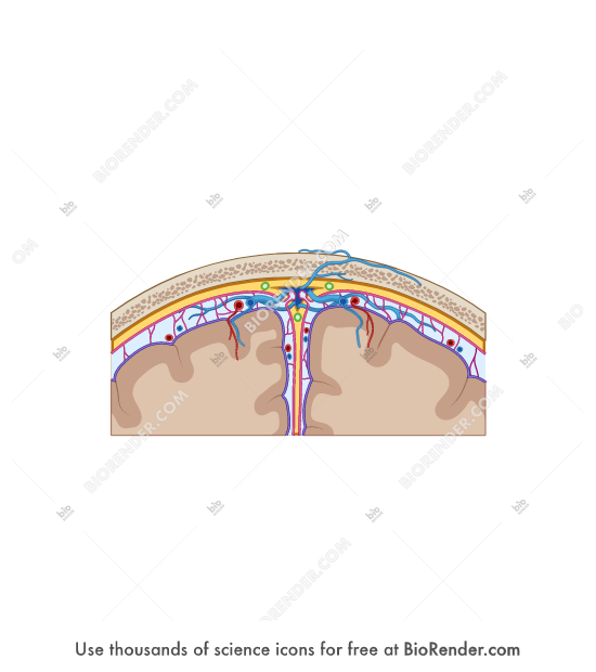 Free Meninges (coronal brain, zoomed in) Icons, Symbols & Images ...