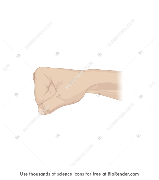 Free Hand (lateral, fist) Icons, Symbols & Images | BioRender