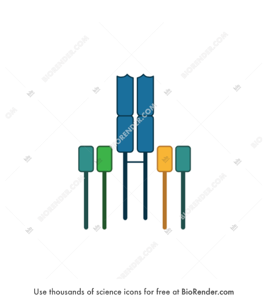 Free TCR (with CD3εδ and CD3γε) Icons, Symbols & Images | BioRender