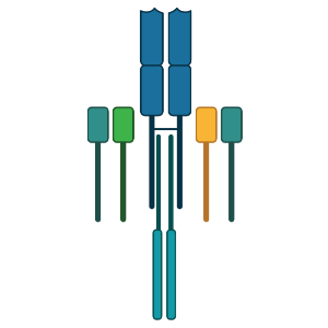 Free TCR (with CD3εδ, CD3γε, CD3ζ) Icons, Symbols & Images | BioRender