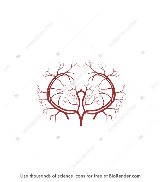 Free Mouse brain (coronal cut, arteries) Icons, Symbols & Images ...
