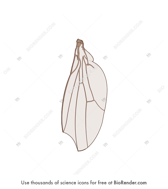 Free Drosophila wing (dorsal, cut) Icons, Symbols & Images | BioRender