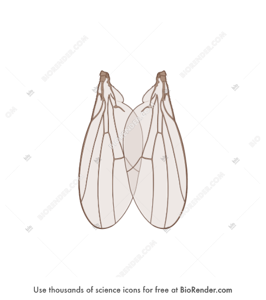 Free Drosophila wings (dorsal) Icons, Symbols & Images | BioRender