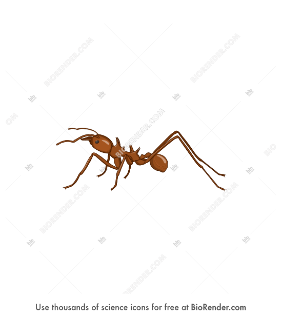 Free Leafcutter ant (Atta cephalotes) Icons, Symbols & Images | BioRender