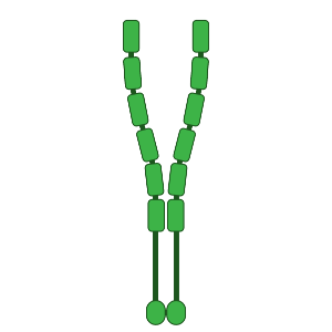 Free PCDH19 (dimer) Icons, Symbols & Images | BioRender