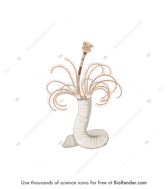 Free Marine tubeworm (Hydroides elegans) Icons, Symbols & Images ...