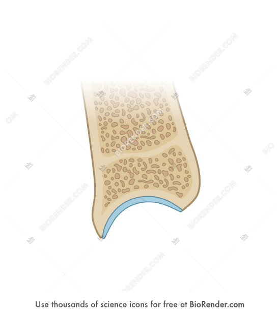 Free Mouse tibia (distal end, sagittal cut) Icons, Symbols & Images ...