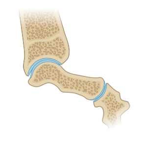 Free Mouse tibia-talus-tarsal joint Icons, Symbols & Images | BioRender