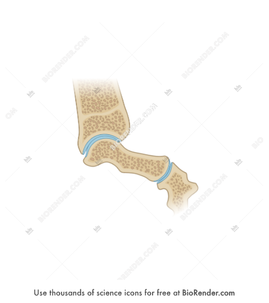 Free Mouse tibia-talus-tarsal joint Icons, Symbols & Images | BioRender