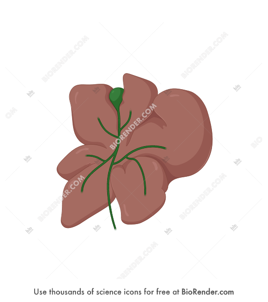 Free Mouse liver (visceral, bile duct) Icons, Symbols & Images | BioRender