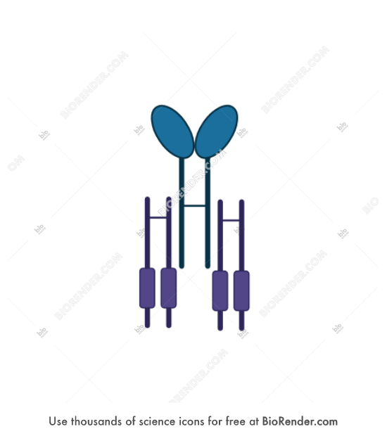 Free NKG2D, DAP10 complex Icons, Symbols & Images | BioRender