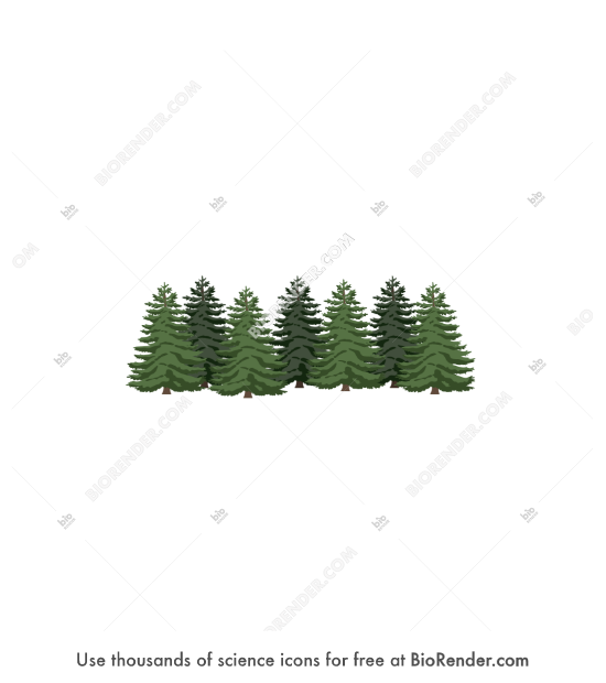 Free Tree (coniferous, forest) Icons, Symbols & Images | BioRender