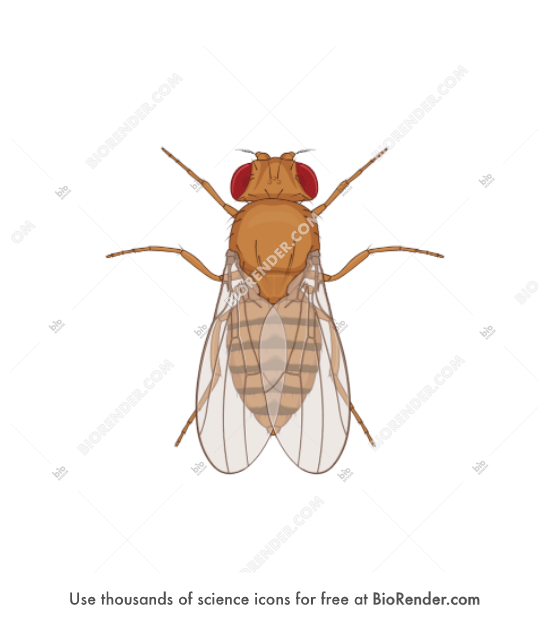 Free Drosophila (dorsal, female) Icons, Symbols & Images | BioRender