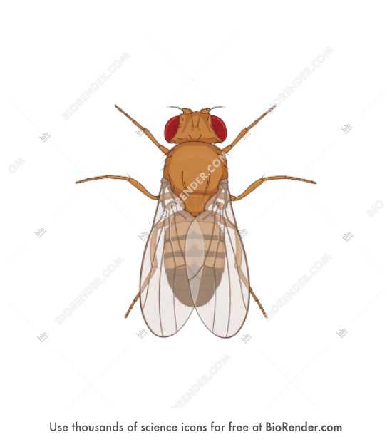 Free Drosophila (dorsal, male) Icons, Symbols & Images | BioRender