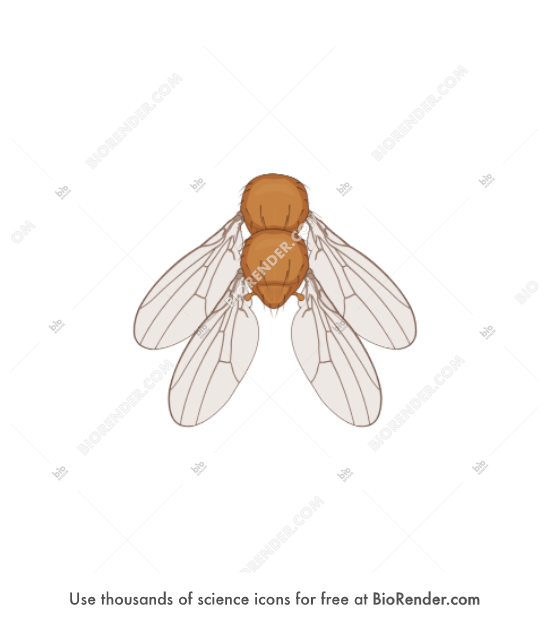 Free Drosophila thorax (bithorax) Icons, Symbols & Images | BioRender