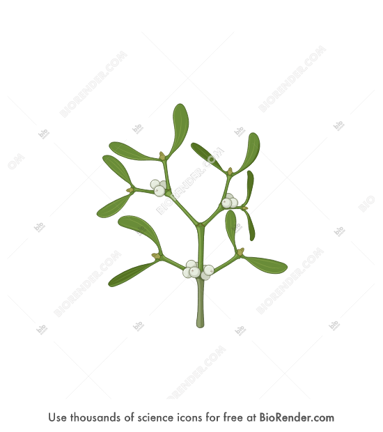 Mistletoe Botanical Illustration