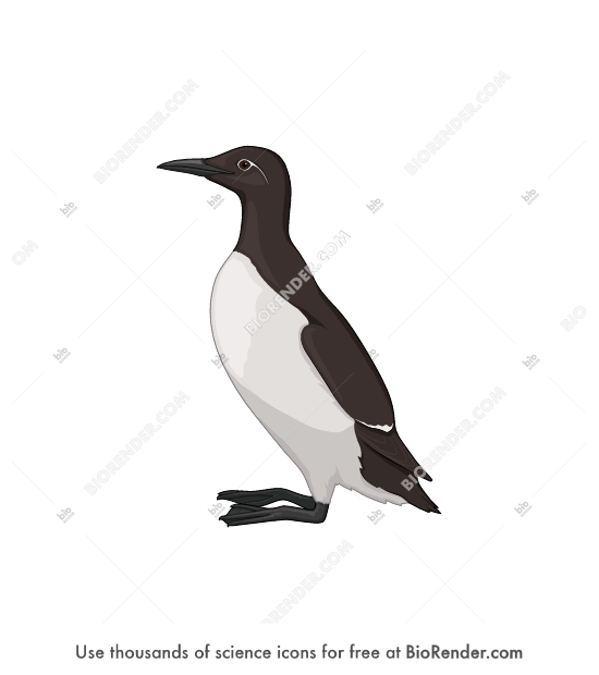 Free Common murre (Uria aalge) Icons, Symbols & Images | BioRender