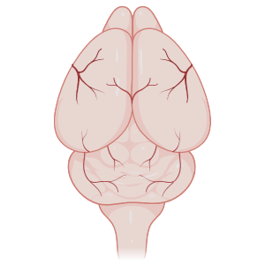 Free Mouse brain (dorsal, with arteries) Icons, Symbols & Images ...