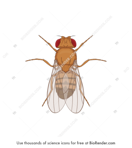 Free Drosophila (dorsal, male, rotated abdomen) Icons, Symbols & Images ...
