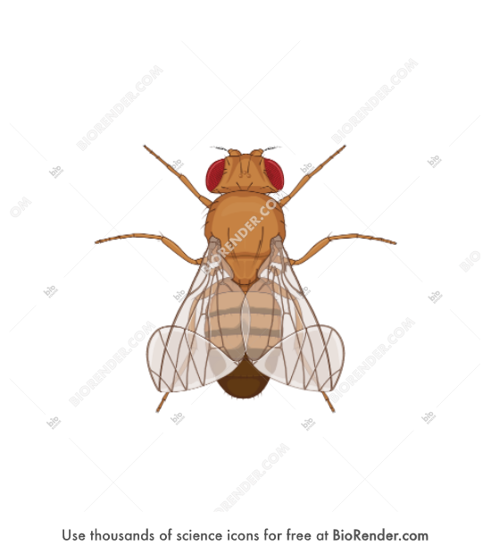 Free Drosophila (dorsal, male, curly wings) Icons, Symbols & Images ...
