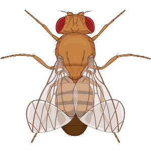 Drosophila Drawing
