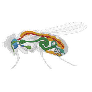 Free Drosophila organs (lateral, male) Icons, Symbols & Images | BioRender