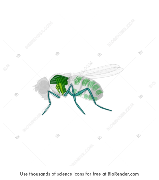 Free Drosophila muscle groups (lateral, male) Icons, Symbols & Images ...