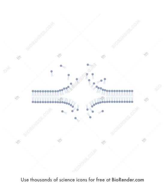 Free Membrane (phospholipid bilayer, disrupted) Icons, Symbols & Images ...