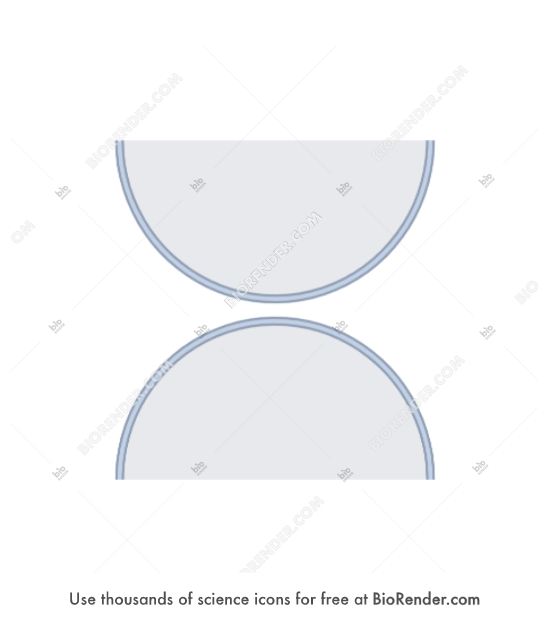 Free Semicircle membrane (bilayer, 2) Icons, Symbols & Images | BioRender