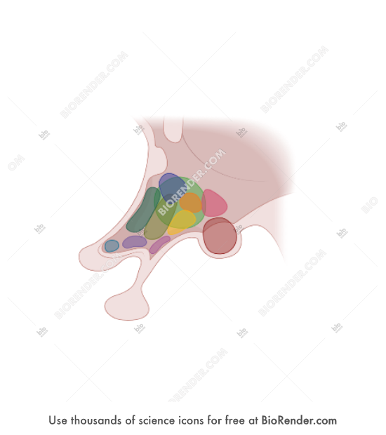 Free Hypothalamus (editable) Icons, Symbols & Images | BioRender