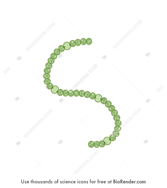 Free Nostoc Icons, Symbols & Images | BioRender