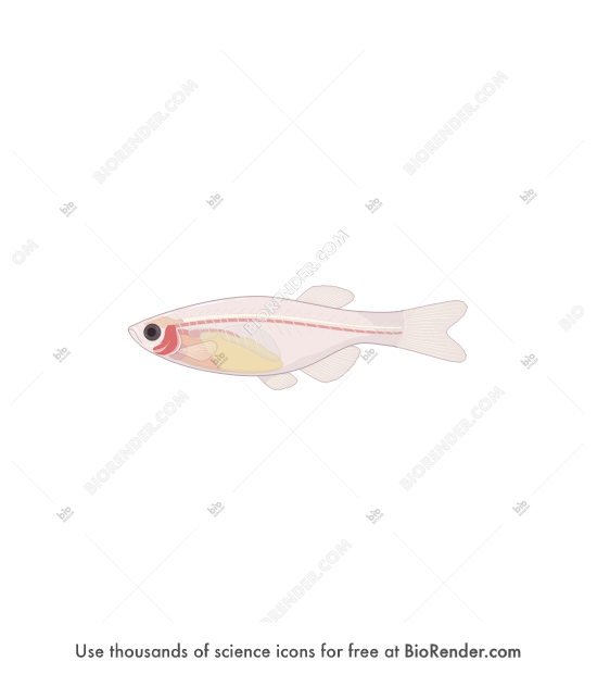 Free Zebrafish (female, casper) Icons, Symbols & Images | BioRender