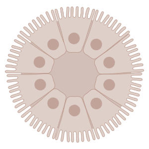 Apical-out intestinal organoid | Editable Science Icons from BioRender