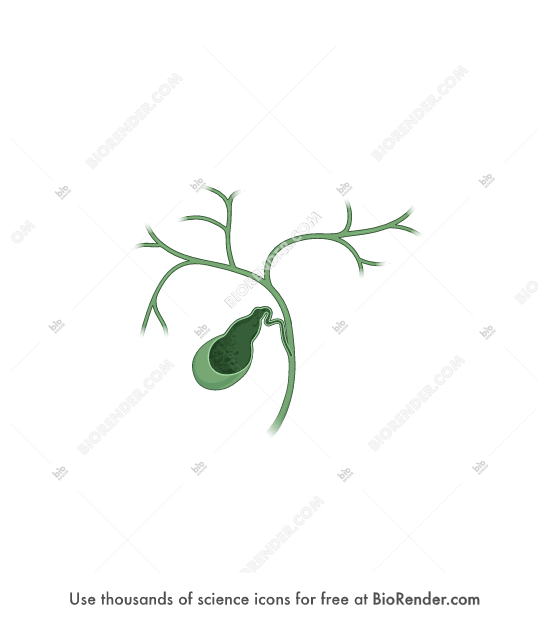 Free Gallbladder with biliary tree (cut) Icons, Symbols & Images ...