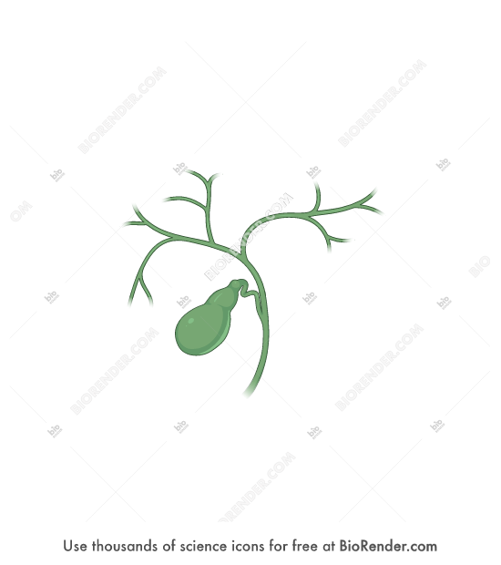 Free Gallbladder with biliary tree Icons, Symbols & Images | BioRender