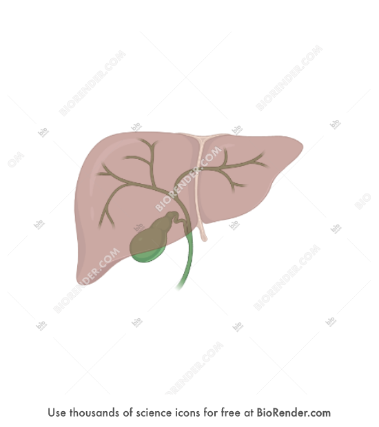 Free Liver with gallbladder and biliary tree Icons, Symbols & Images ...