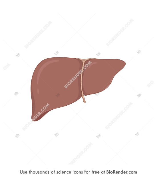 Free Liver Icons, Symbols & Images | BioRender