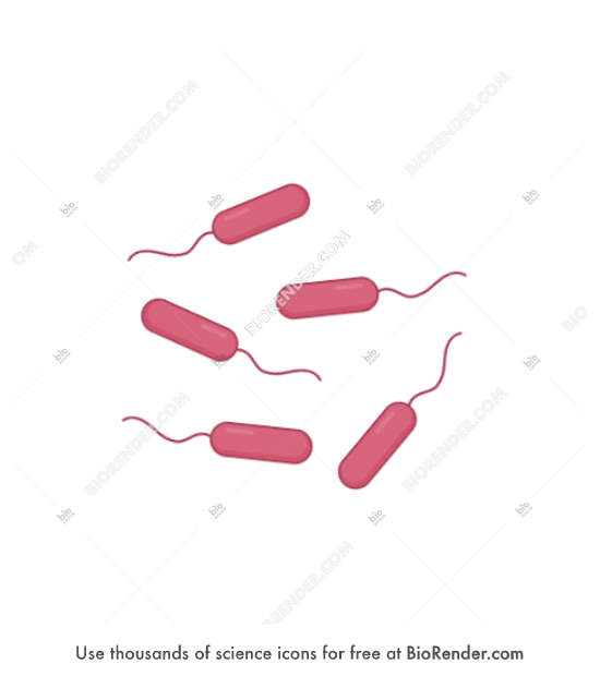 Free Bacilli Icons, Symbols & Images | BioRender